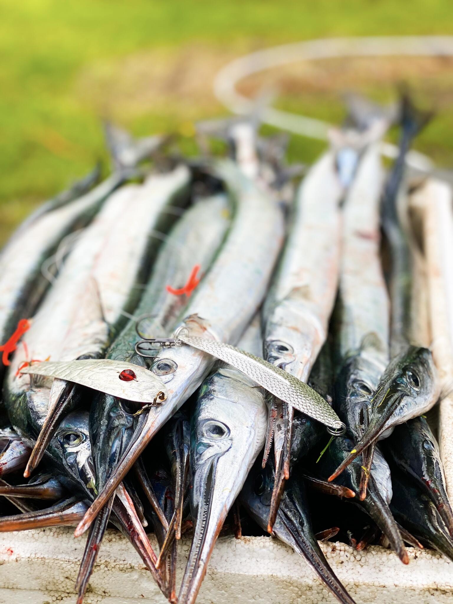 GARFISH – Fishing in Estonia by Estfish. Guided fishingtrips